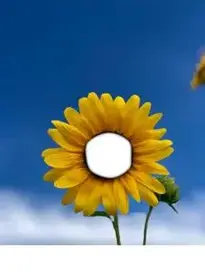 Insert Face In Flower Face Swap