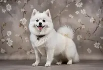 Free Japanese Spitz Wallpaper Add Your Photos