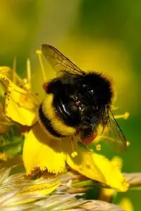 Free Bumblebee Bee Flower Insect Phone Wallpaper Add Your Photos